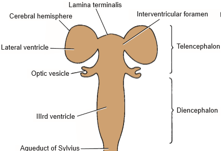 Sinir Sisteminin Embriyolojik Gelişimi