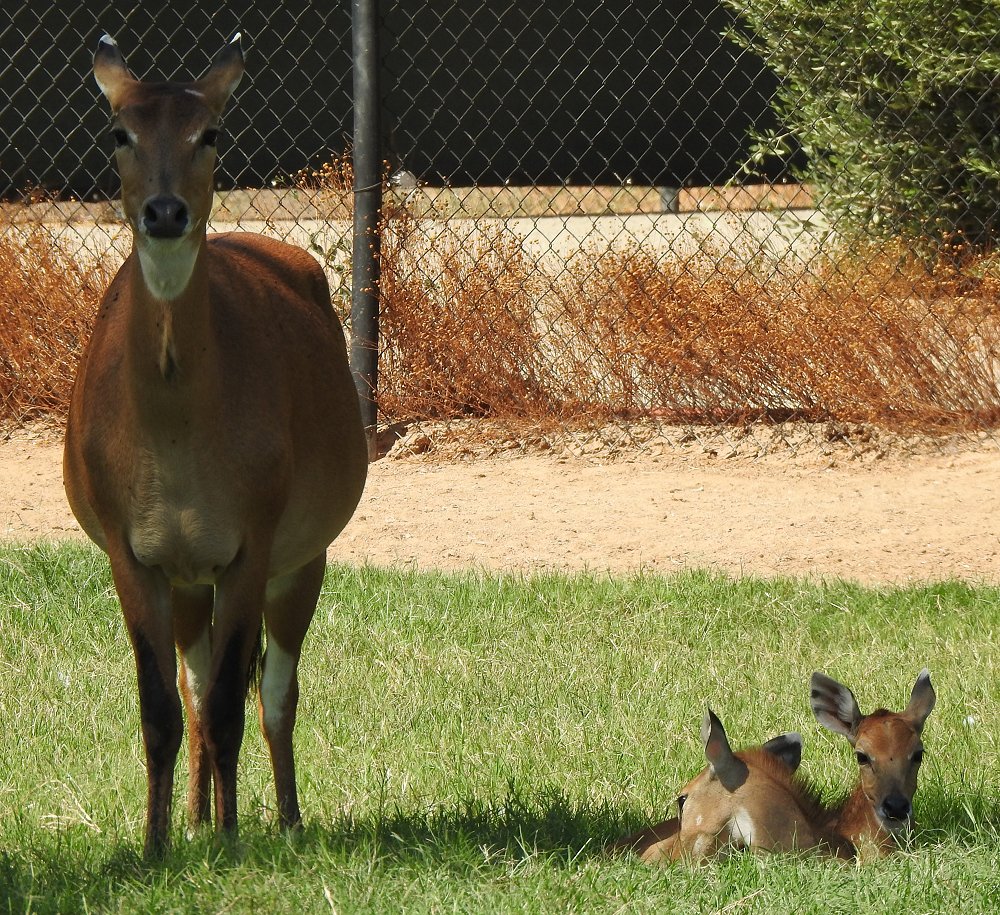 Kittling: Books: Kicking Up My Heels at the Wildlife World Zoo