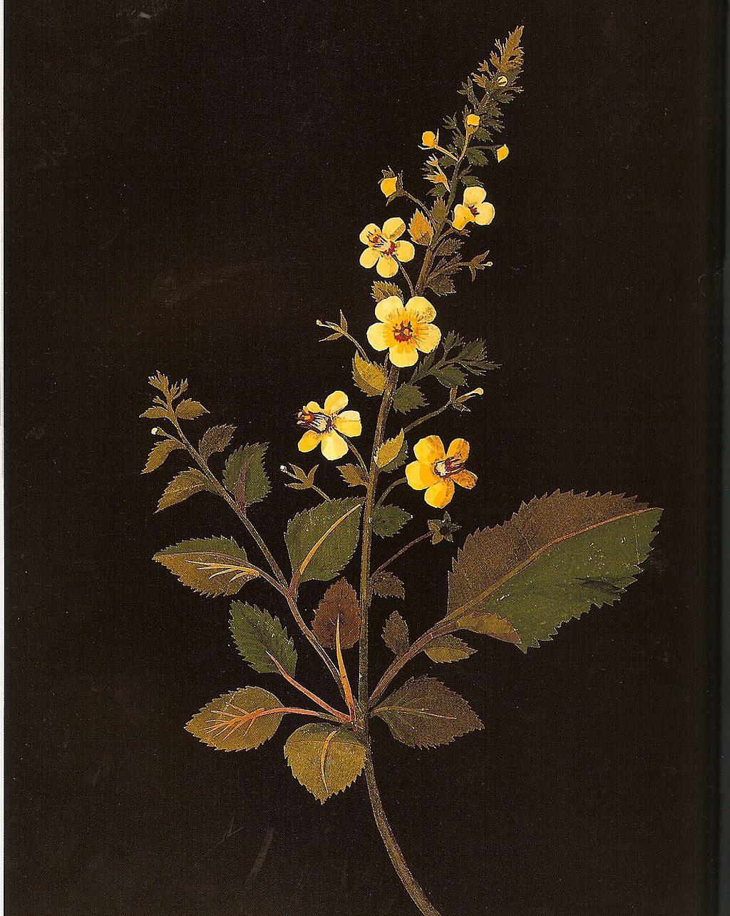 Heroínas: Mary Delany y sus collages de flores