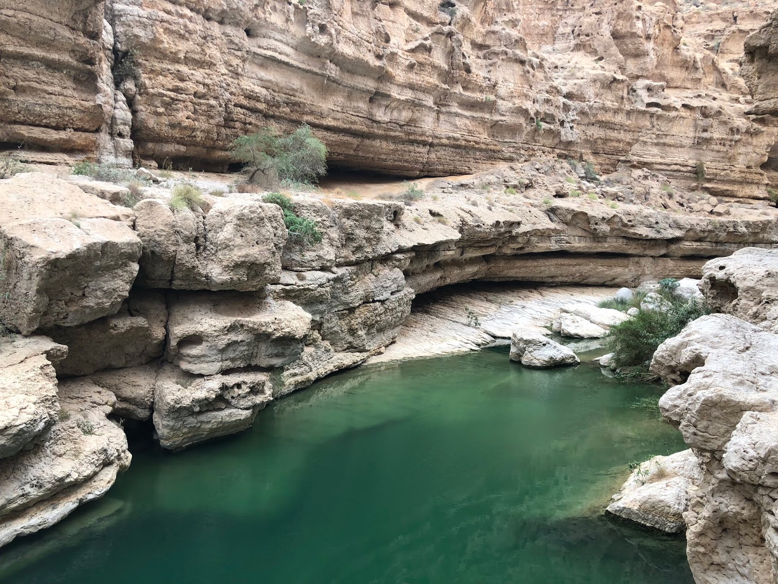 Adela Tarpan: Wadi Wadi Wadi