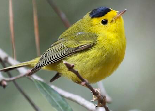 Warblers of Washington on YouTube