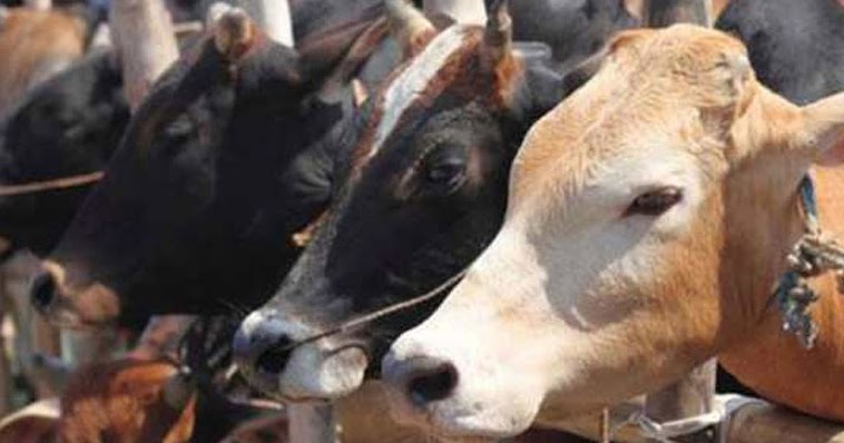 Livestock Population In India Rises 4 6 Per Cent In 20th Livestock