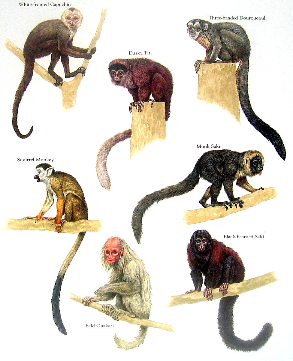 Asuntos de familia. Los Primates.