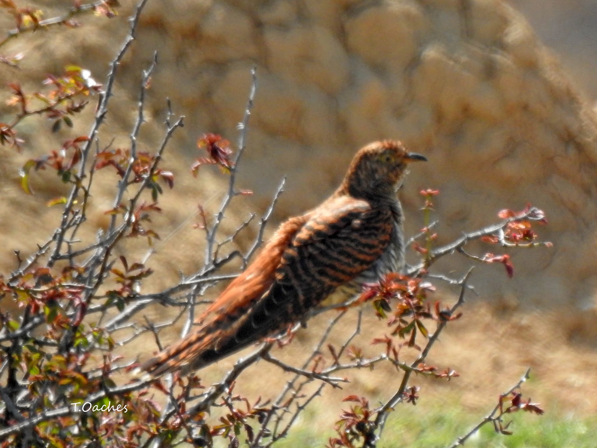 PASARI DIN ROMANIA: CUCUL (1), Cuculus canorus