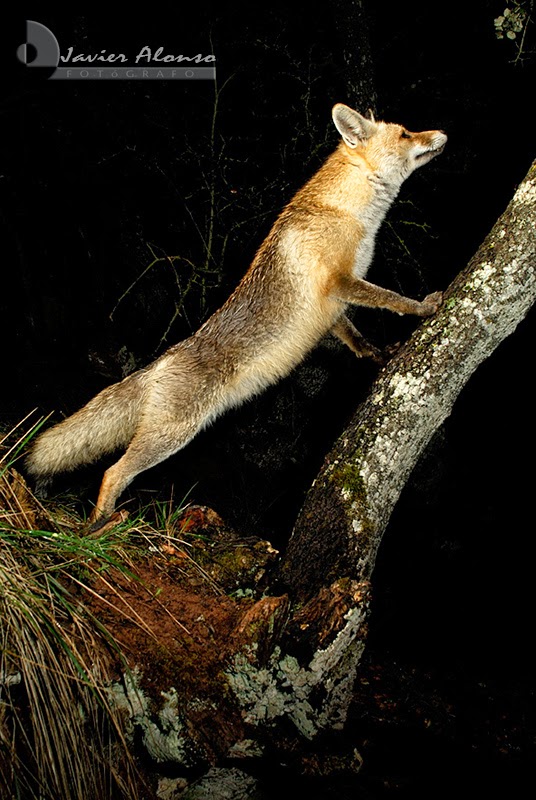 FotoNat Alta Velocidad