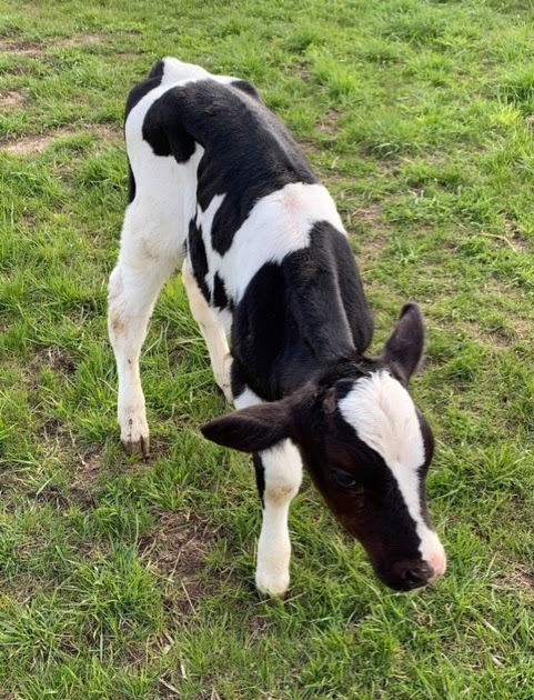 Restoration News: Holstein Calves For Sale