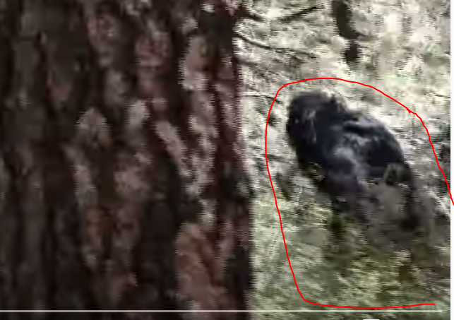 RMSO Bigfoot: Huge Sasquatch Lips Curl into Scariest Smile Ever Seen