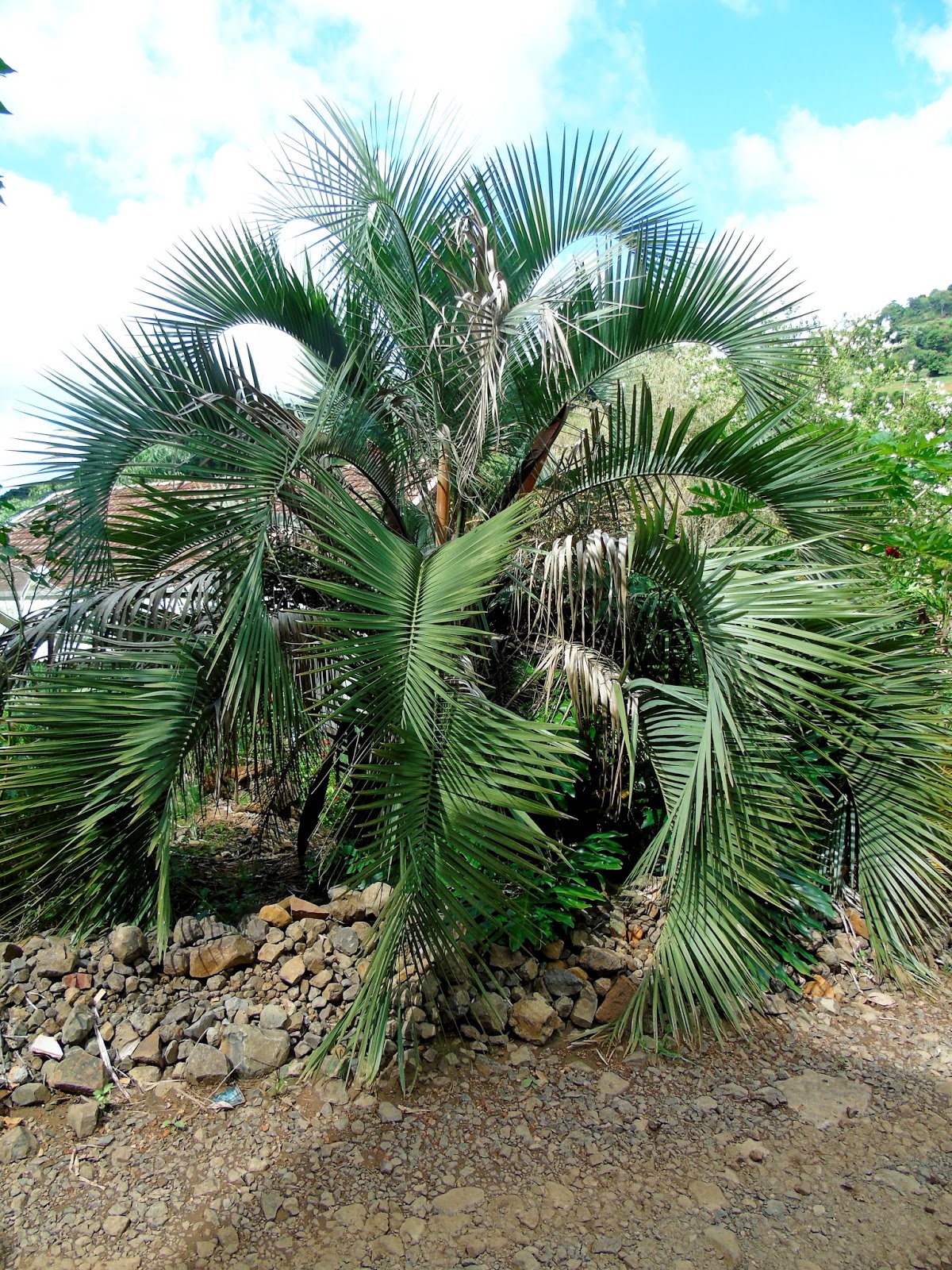 Butiá (Butia spp.) | A planta da vez