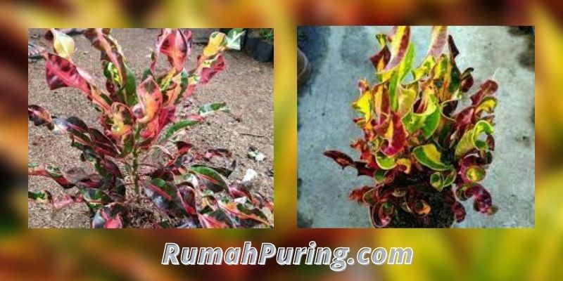 Ini Dia 9 Jenis Tanaman Puring yang Paling Populer Dipasaran! - rumah ...