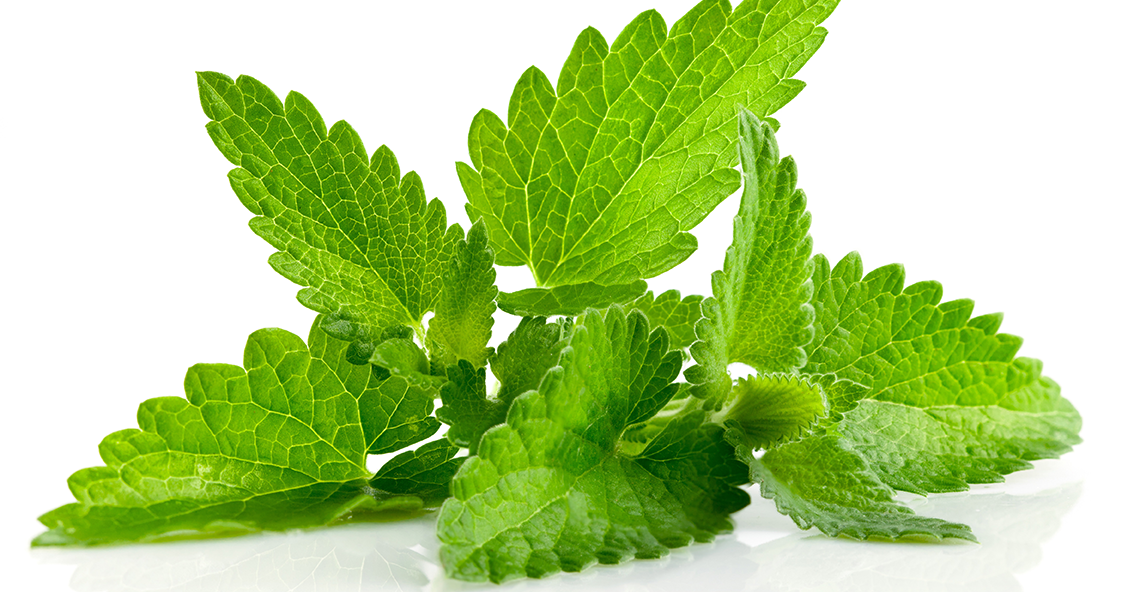 Menta, usos, propiedades medicinales y contraindicaciones