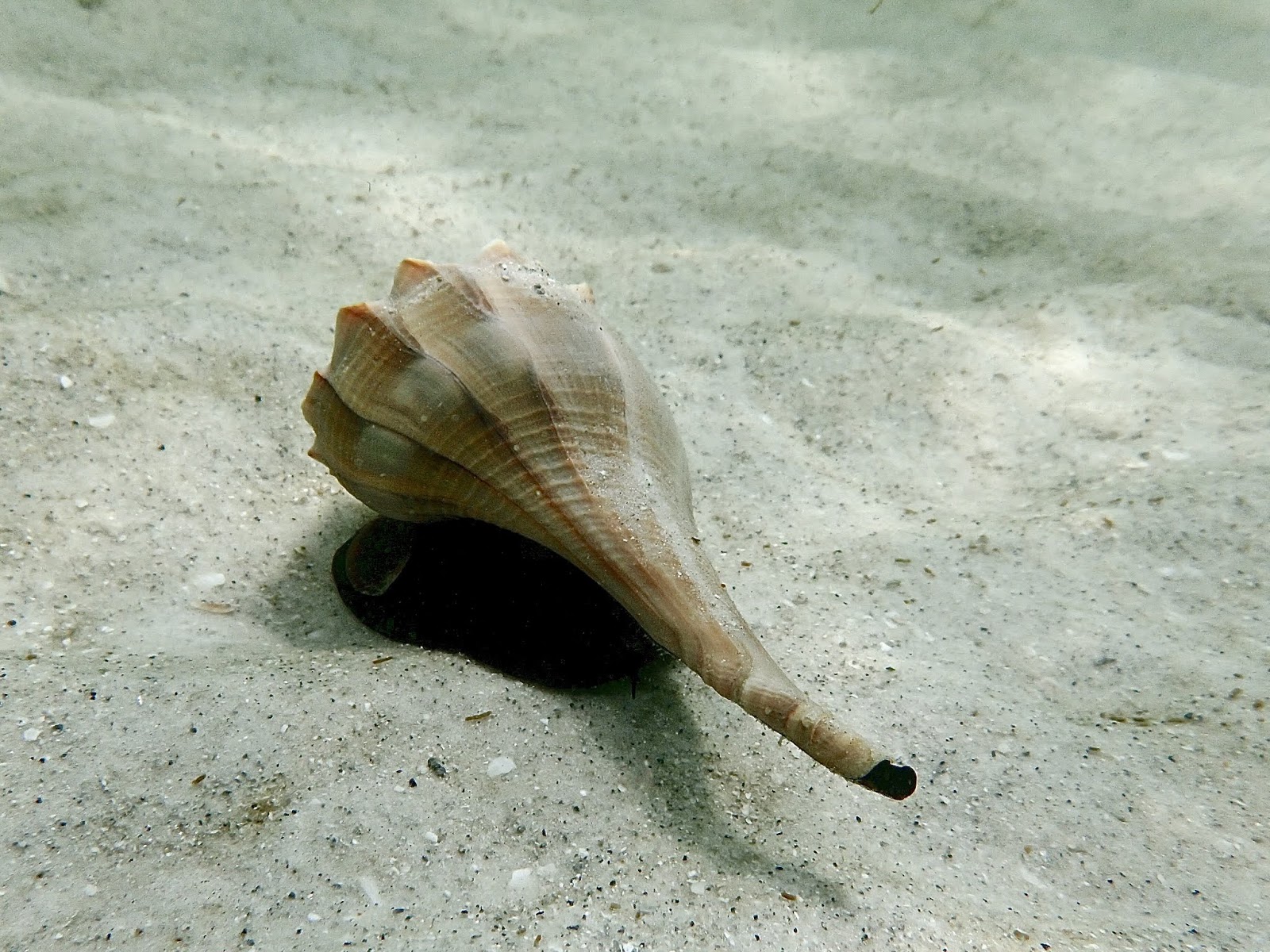 Sarasota Marine Organism Identification Guide: Lightning Whelk