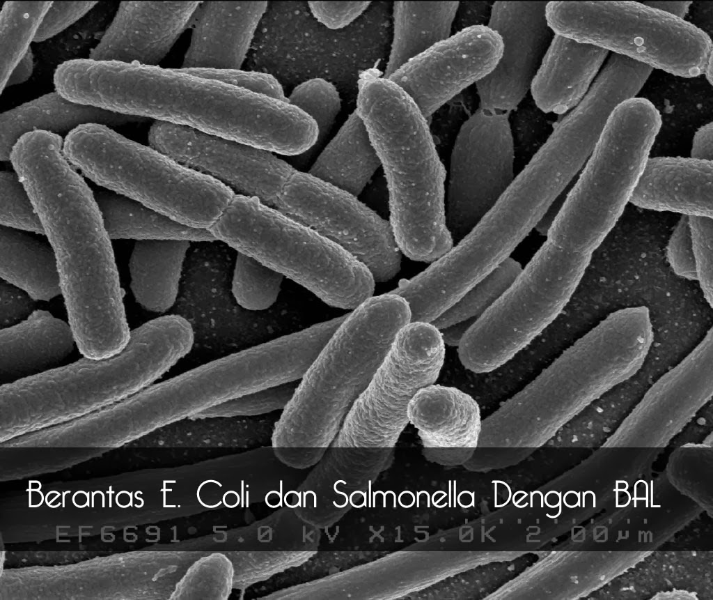 Cegah dan Basmi E-Coli dan Salmonella dengan Bakteri Asam Laktat (BAL ...