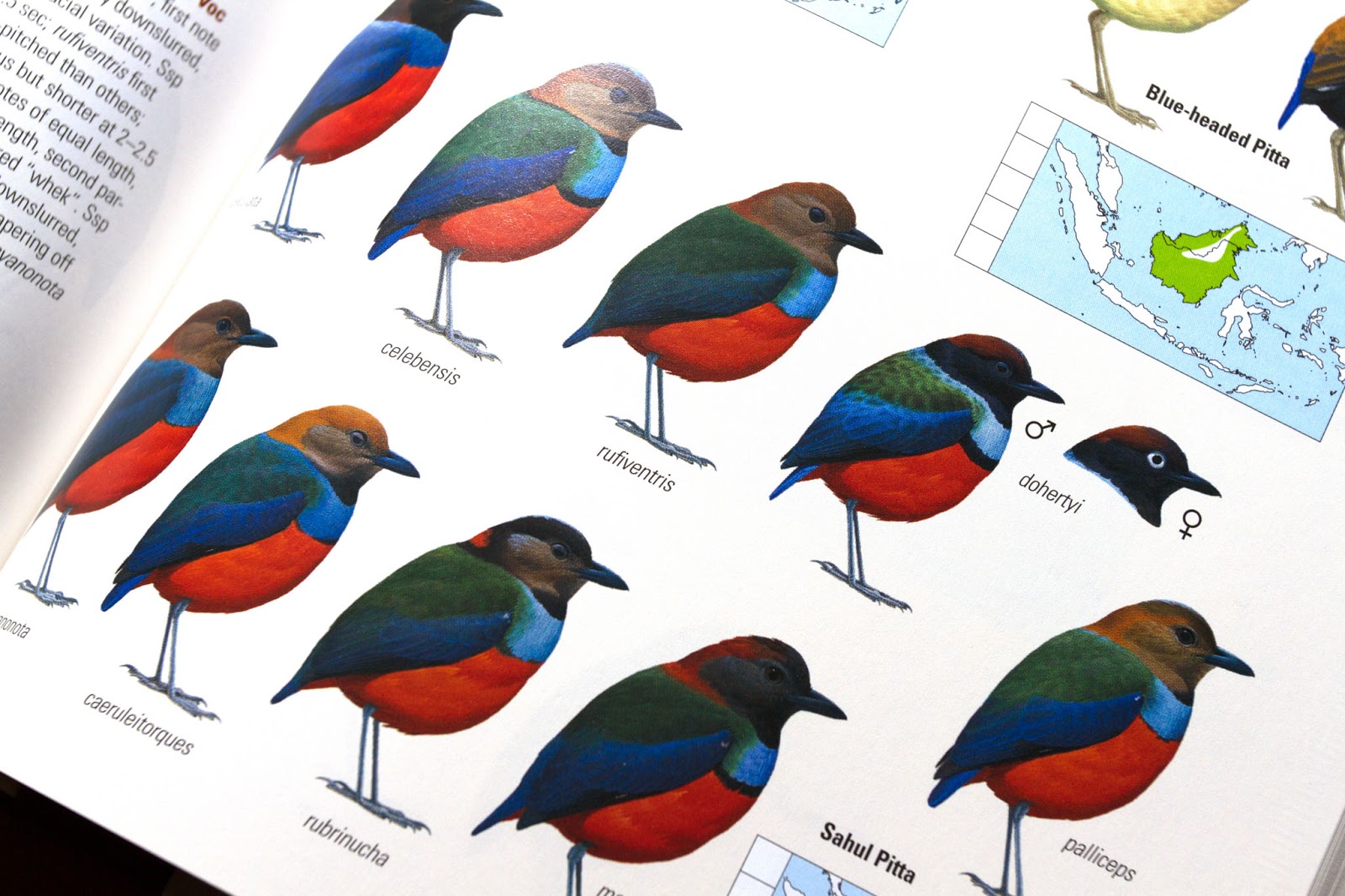 Worth Two in the Bush: Book Review - 'Birds of the Indonesian ...