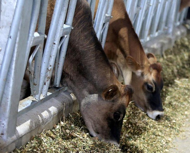 Mengenal Farm Sapi Perah Terbesar Di Indonesia | Gemar Ternak dan Kicau ...