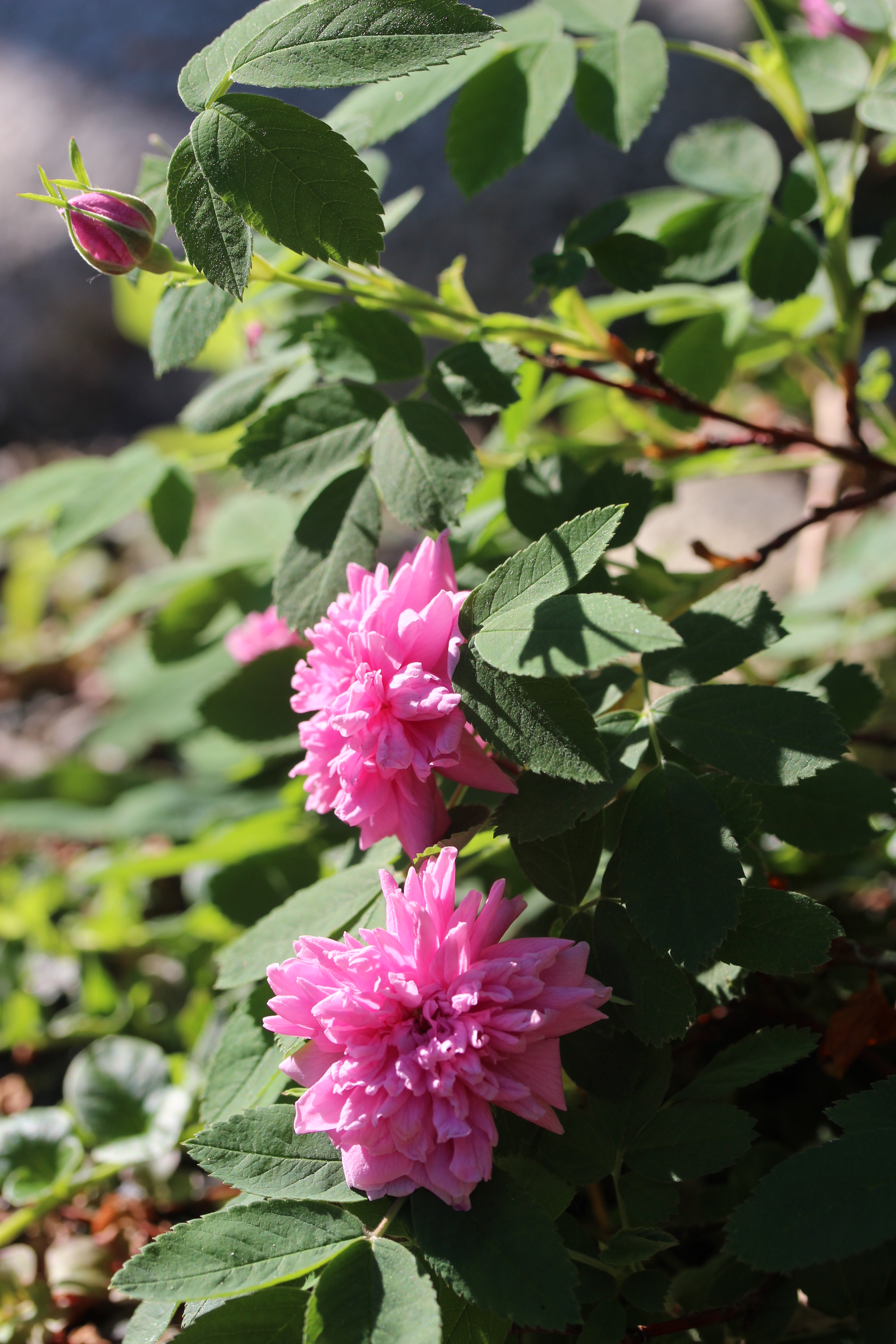 Koivuharjun puutarhasta kuvattua ja kuvailtua: Hurmaavat ruusut