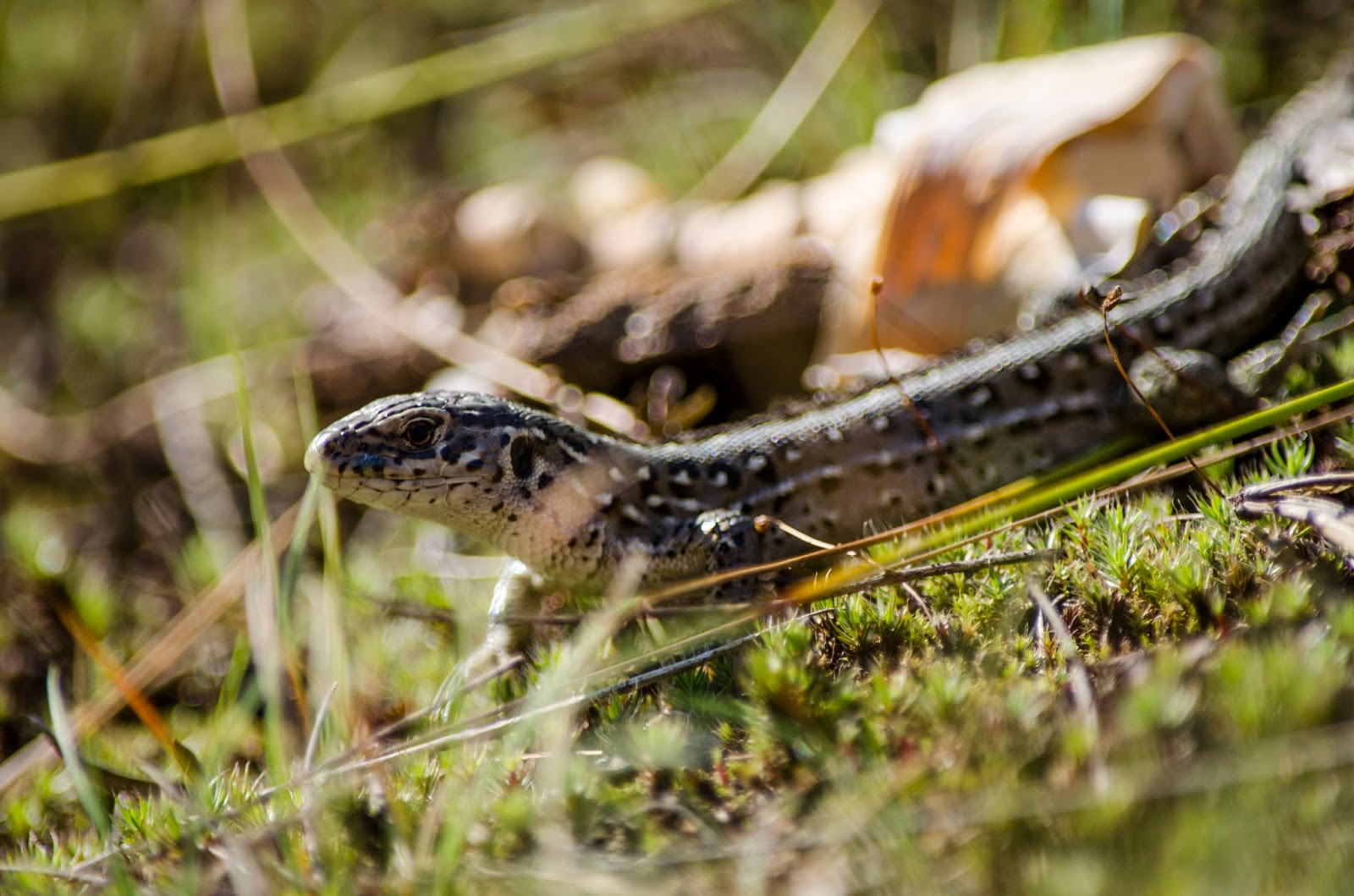 Looduspildid: Kivisisalik, Lacerta agilis, Sand Lizard