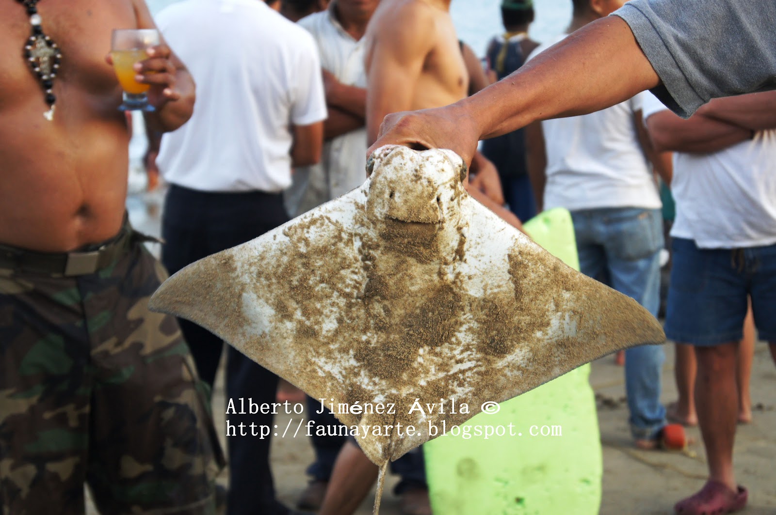 Fauna y Arte: Pesca con trasmallo