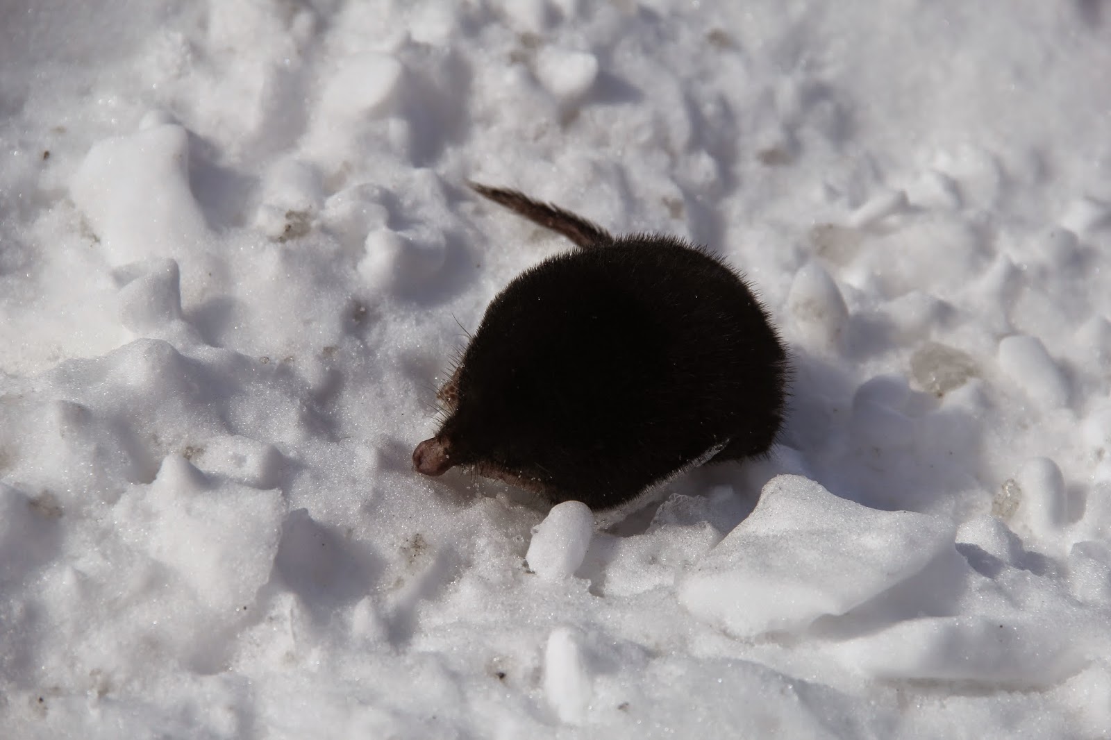 Isabella Conservation District Environmental Education Program: Feeling ...