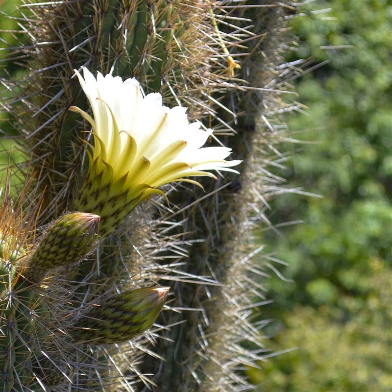 Capadia Designs: A few photos to share