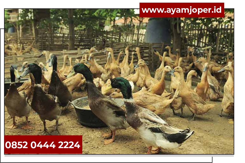 Harga Bebek Manila