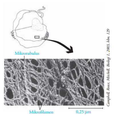 Struktur dan Fungsi Sel bag.2 | BIOLOGI