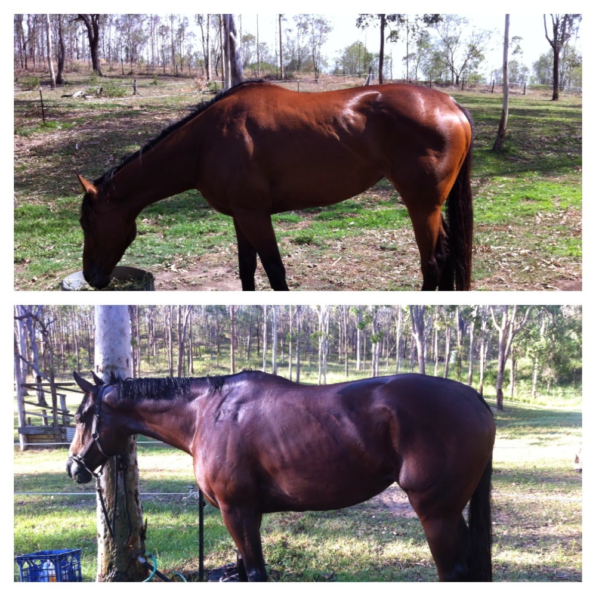 From the Track to the Arena… The Second Life of a Thoroughbred ...