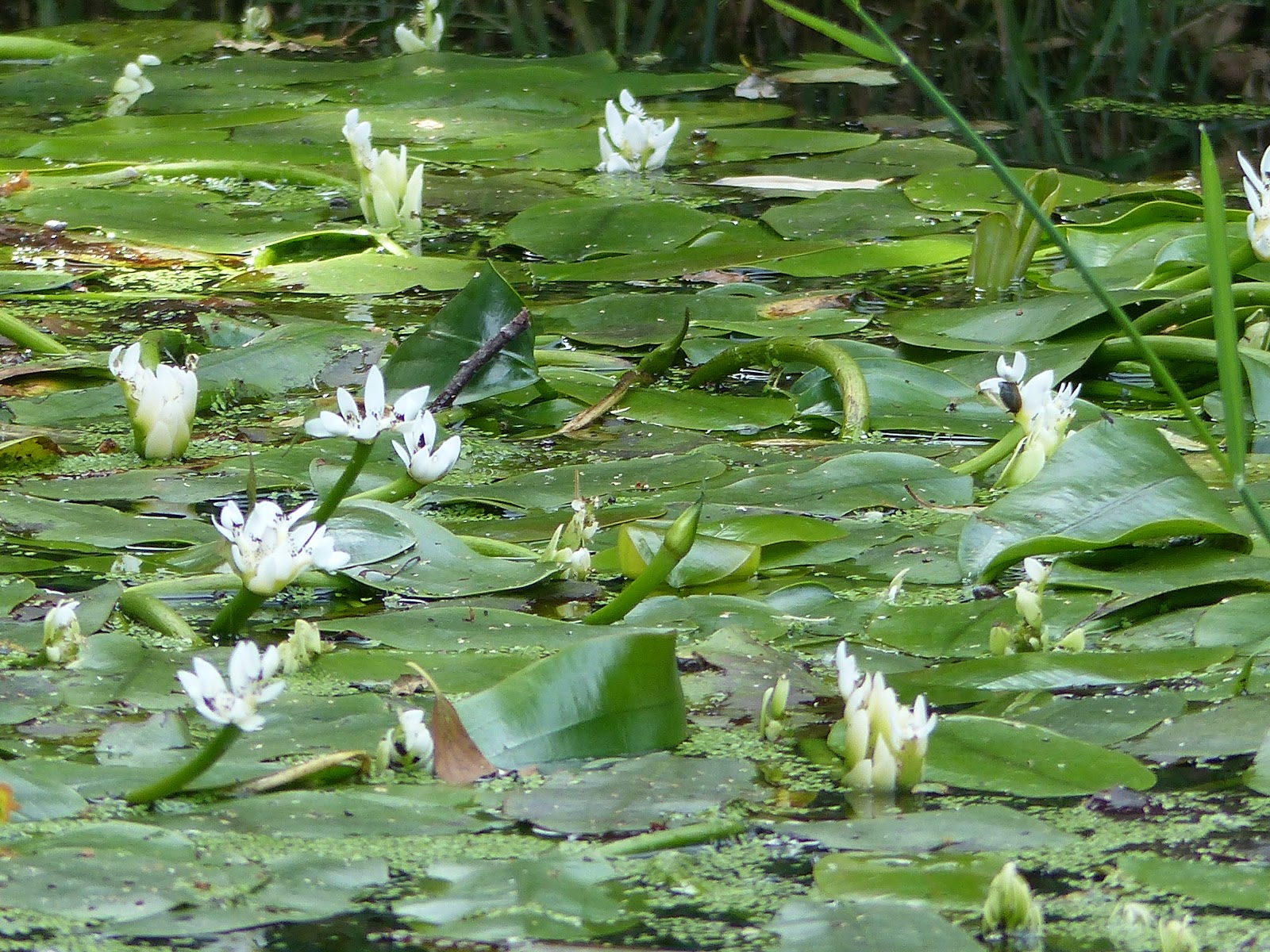 Temps de jardin: L'aponogeton distachyos dans un jardin d'eau