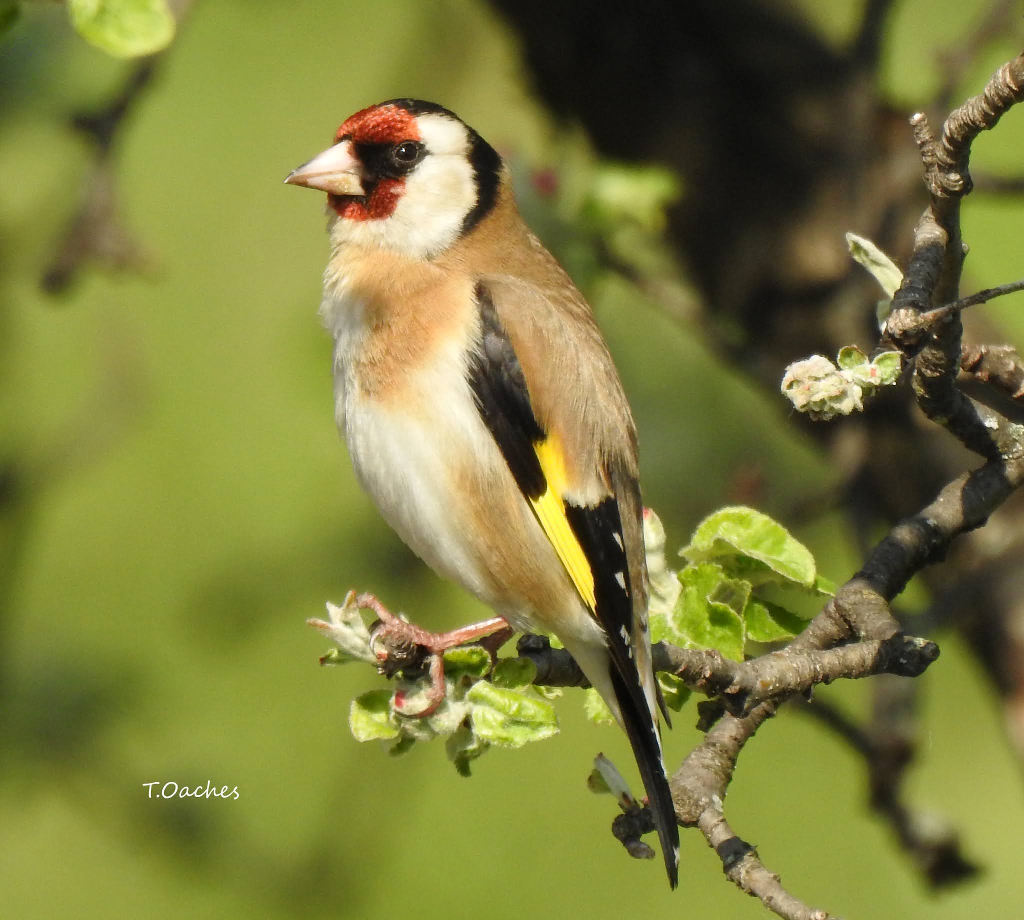 PASARI DIN ROMANIA: STICLETE(1), Carduelis carduelis