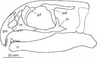 Waxing Paleontological: Marine Snouters of the Triassic