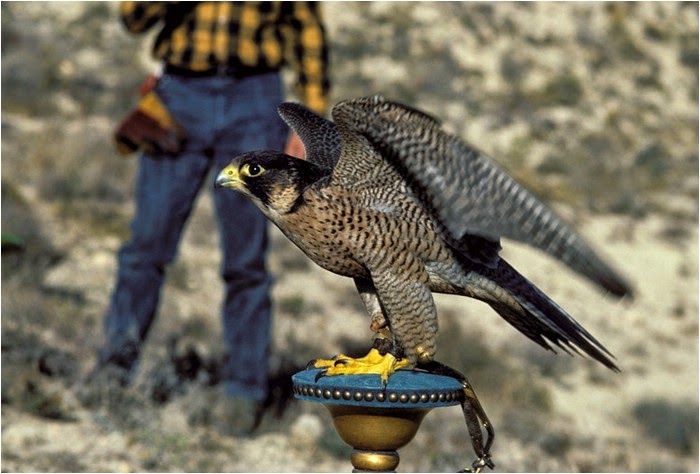 HALCON PEREGRINO Y LA CETRERIA