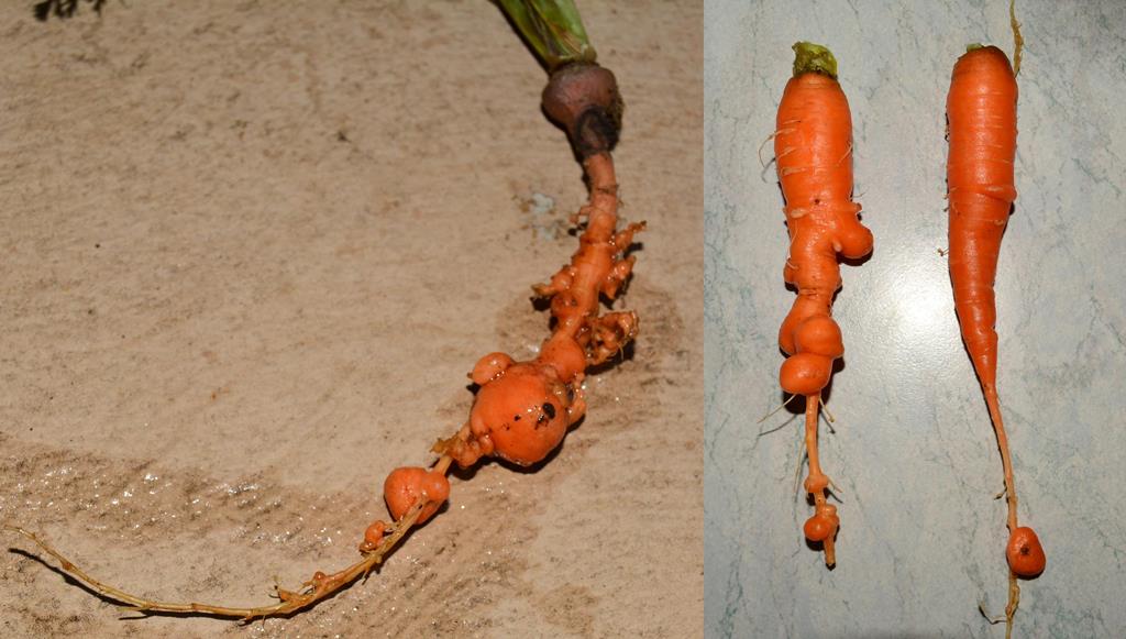 Roots 'n' Shoots: 2017