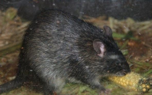 Jenis - Jenis Tikus, Ciri Karakteristik dan Habitatnya - wiki tikus