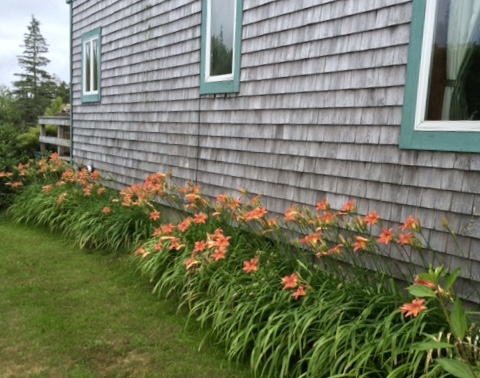 Joyful Puttering: Collecting Creating Connecting: Flower Connection