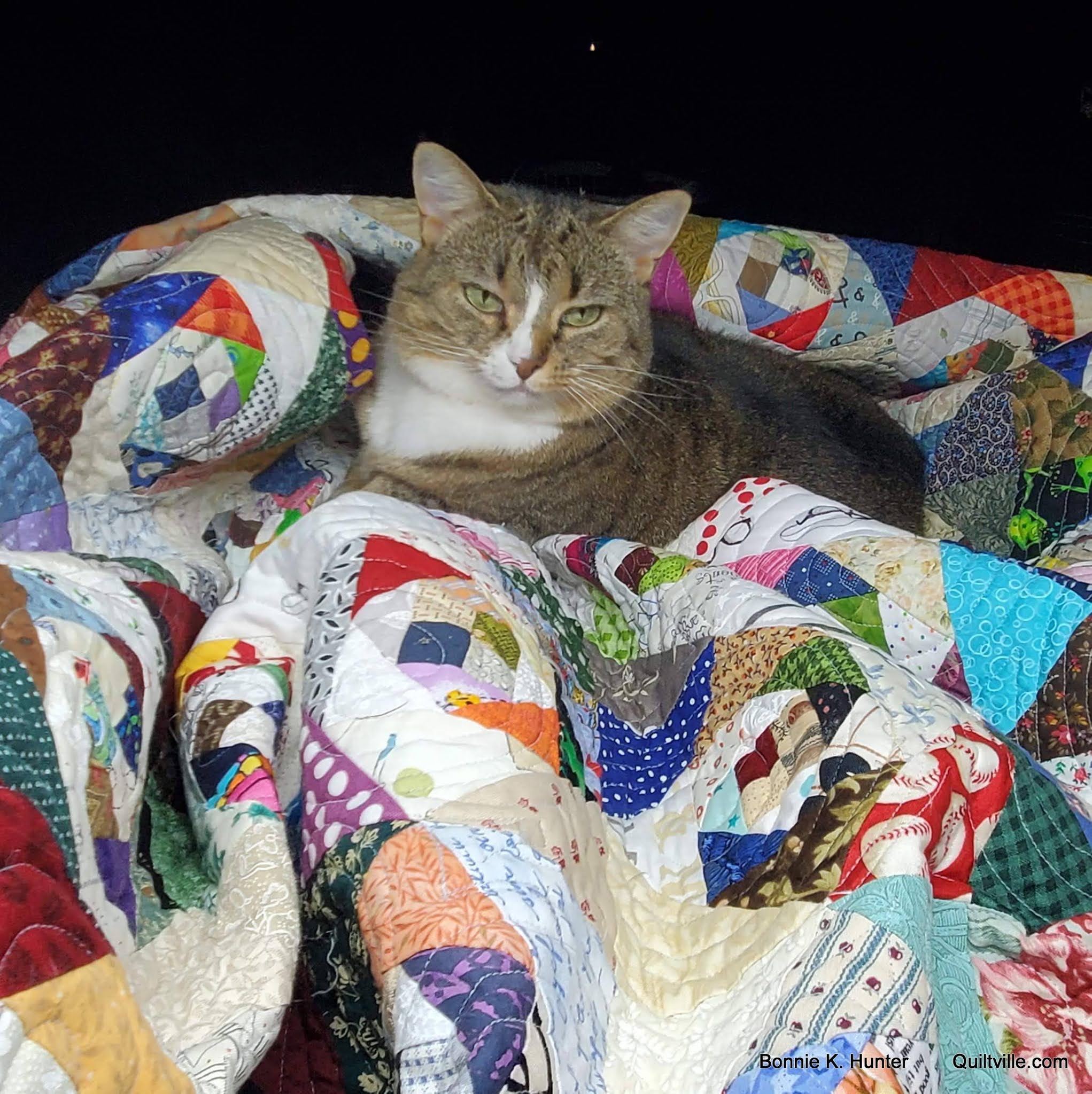 Quiltville's Quips & Snips!!: Cats on the Quilts!