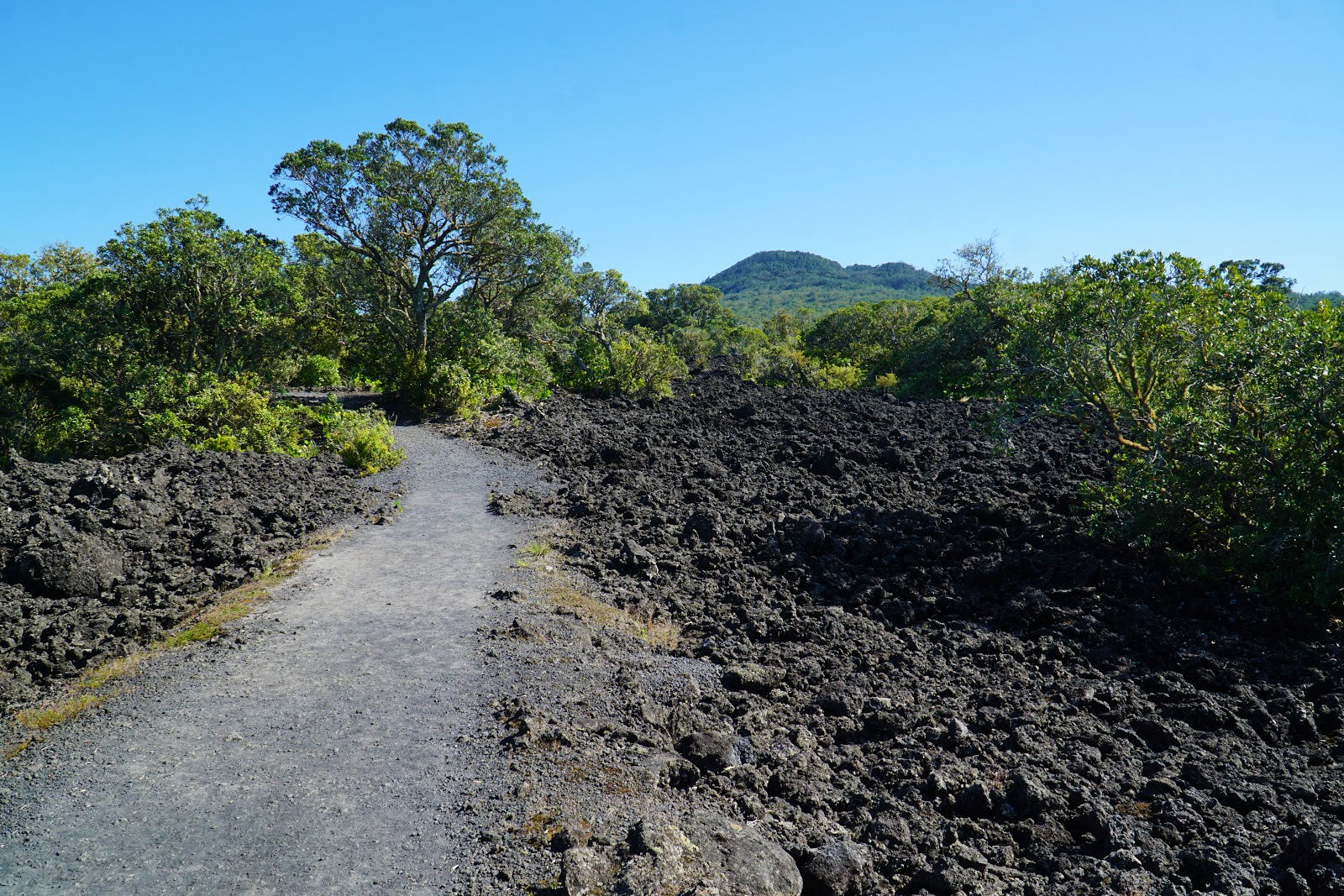 Rangitoto Summit Track (Rangitoto Island Scenic Reserve) ~ The Long Way ...