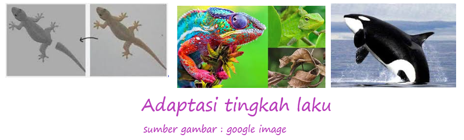 Adaptasi Hewan Dan Tumbuhan - Cahaya Mentari