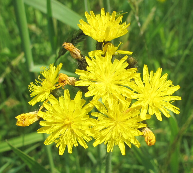 The Joyce Road Neighborhood: Wildflowers