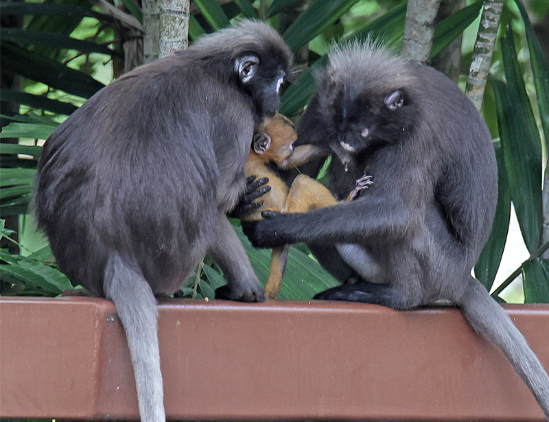 Dusky Langurs. Why the orange babies?