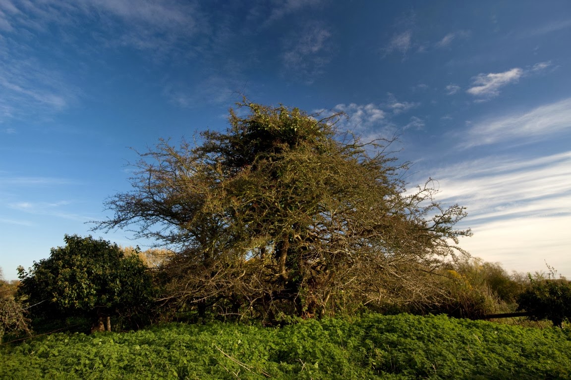 Norfolk Wildlife Trust: Species of the month: Norfolk’s remarkable trees