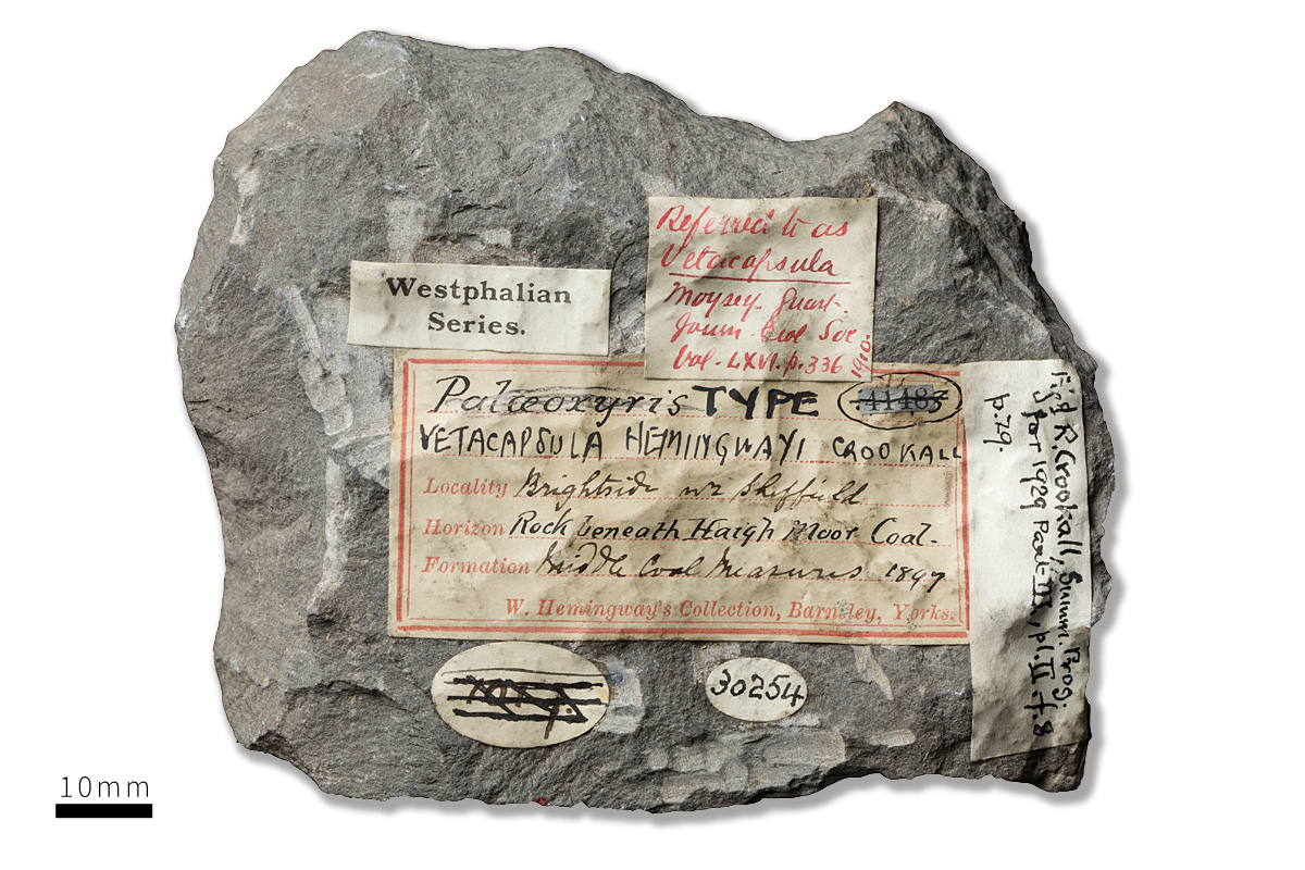 JISC: GB/3D type fossils online: Not just labels - potted histories?