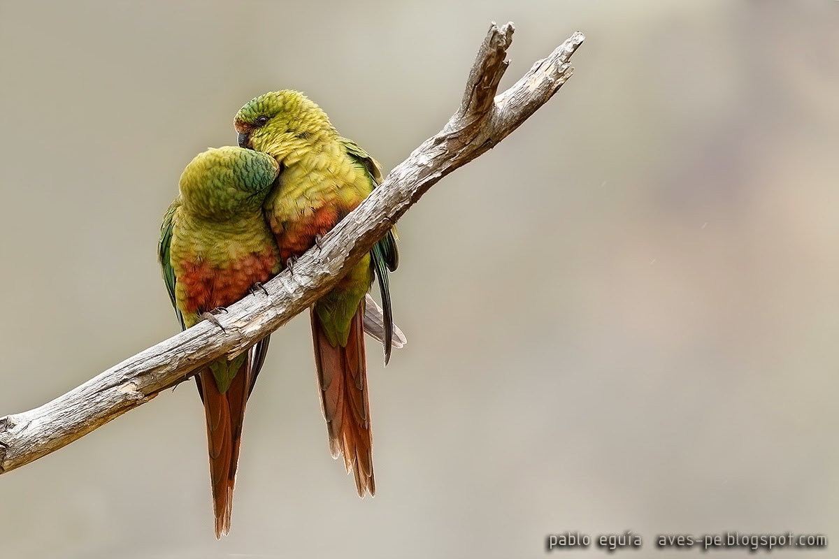 mis fotos de aves: Enicognathus ferrugineus Cachaña Austral Parakeet