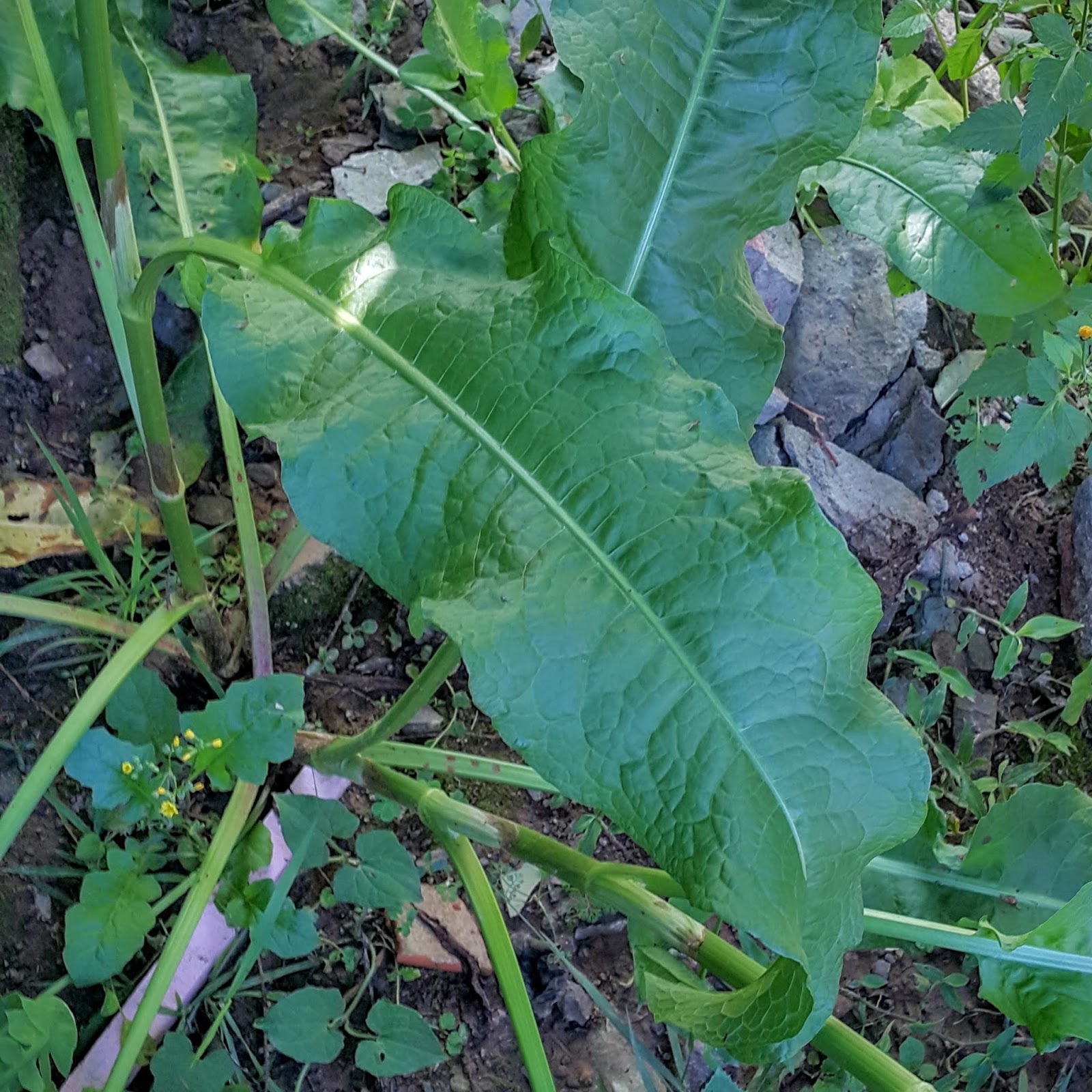 "Verdade//aspas" : 👪 Polygonaceae (Rumex obtusifolius)