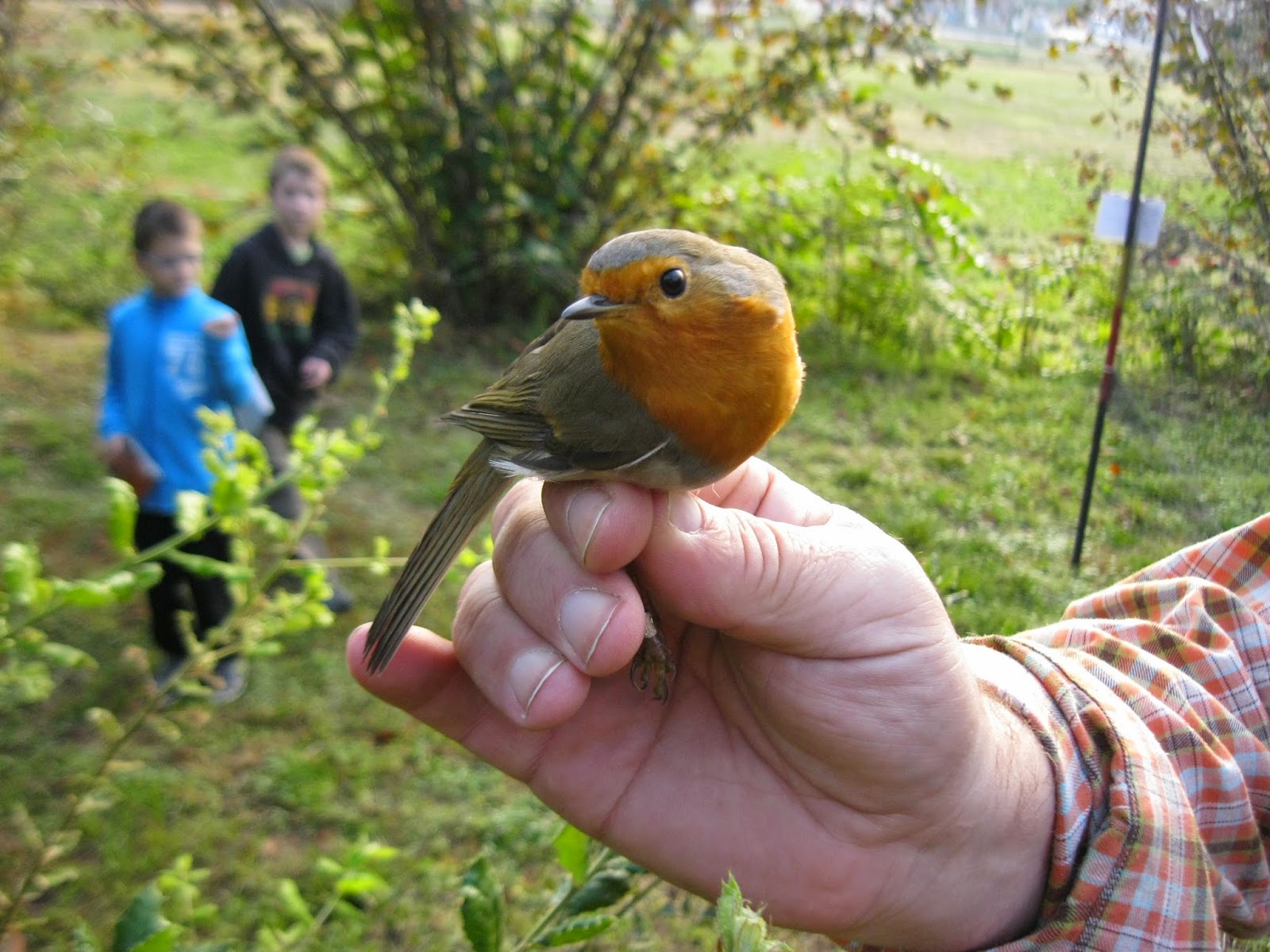 La Central de Can Jalpí: Cap de setmana dels ocells - 25 i 26 d'abril