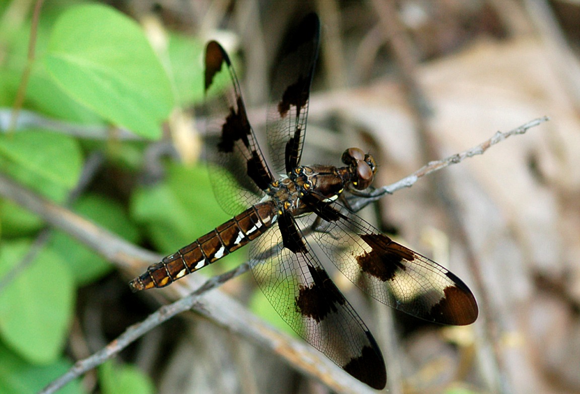 Dragonfly Macro Photography