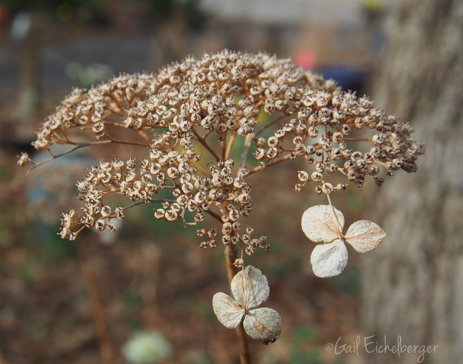 clay and limestone: Wildflower Wednesday: A Fine Native Hydrangea