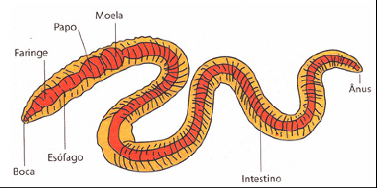 Sistema Digestivo De Minhoca Minhoca Wikiwand