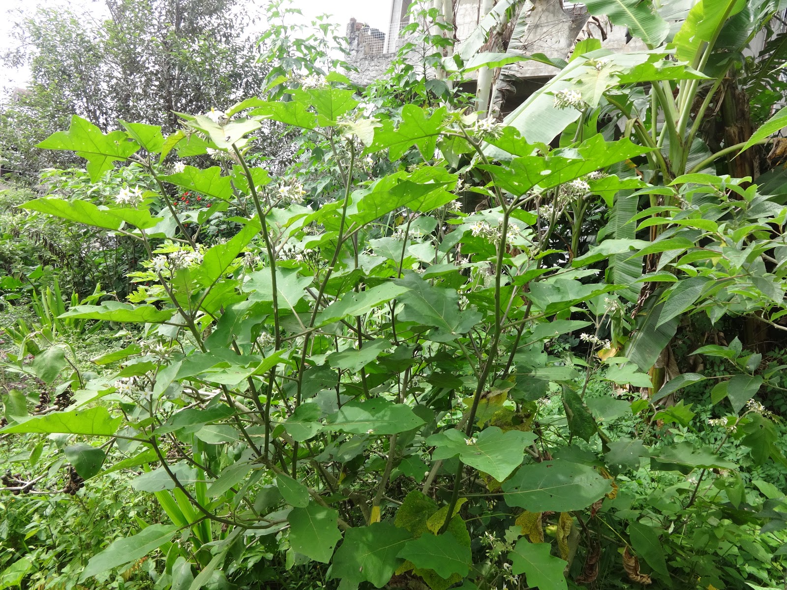 Herbs from Distant Lands: Solanum torvum - Pea Aubergine, Susumber ...