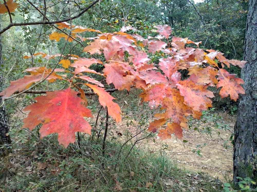 Amics arbres · Arbres amics: A la recerca del roure perdut