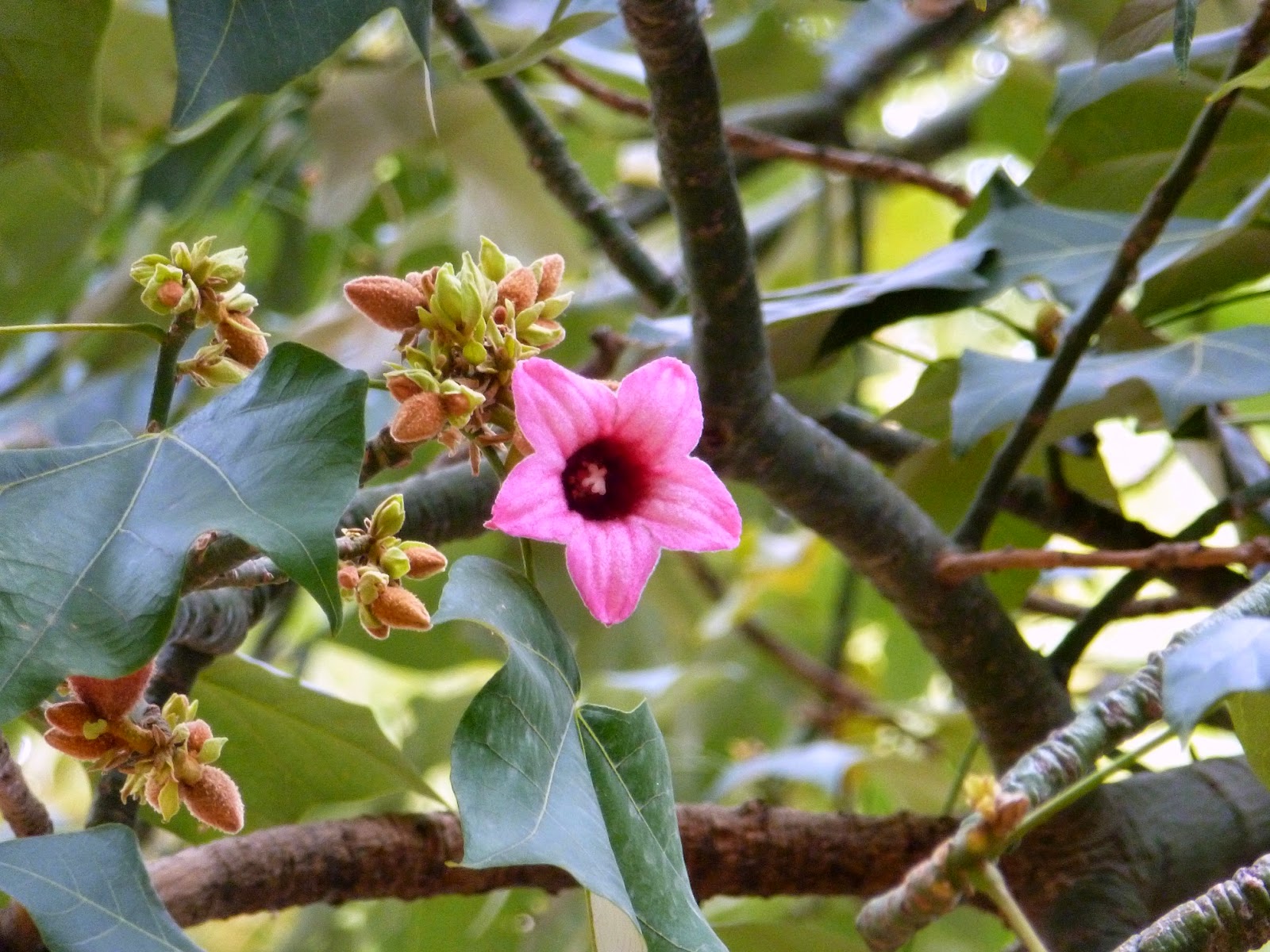 Árboles con alma: Arbol botella rosa (Brachychiton discolor)