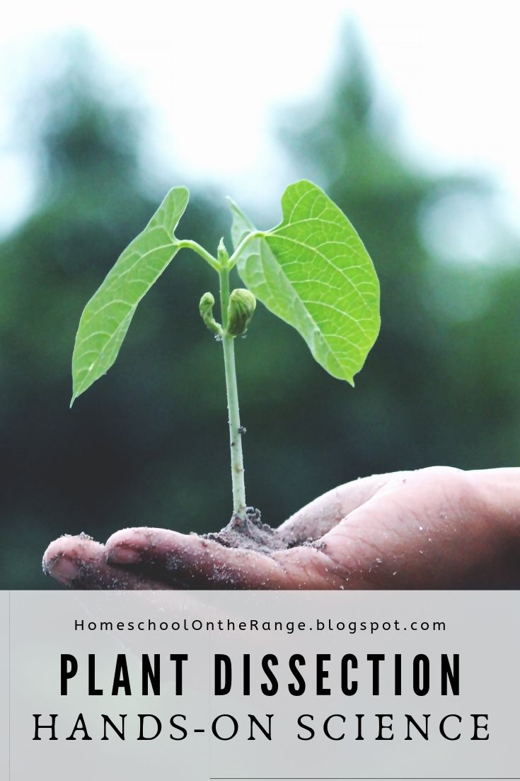 Homeschool On the Range: Science Project - Plant Dissection